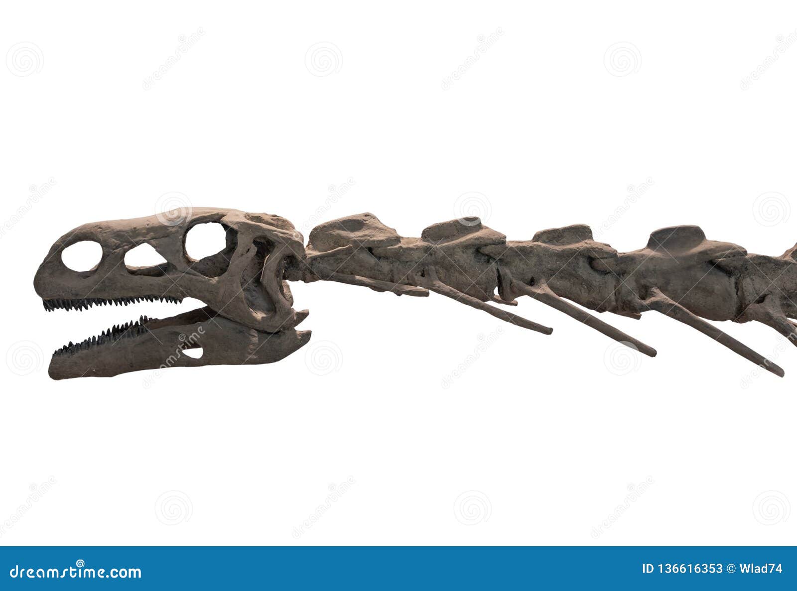 Apatosaurus Skeleton Stock Photos - Free & Royalty-Free Stock Photos ...