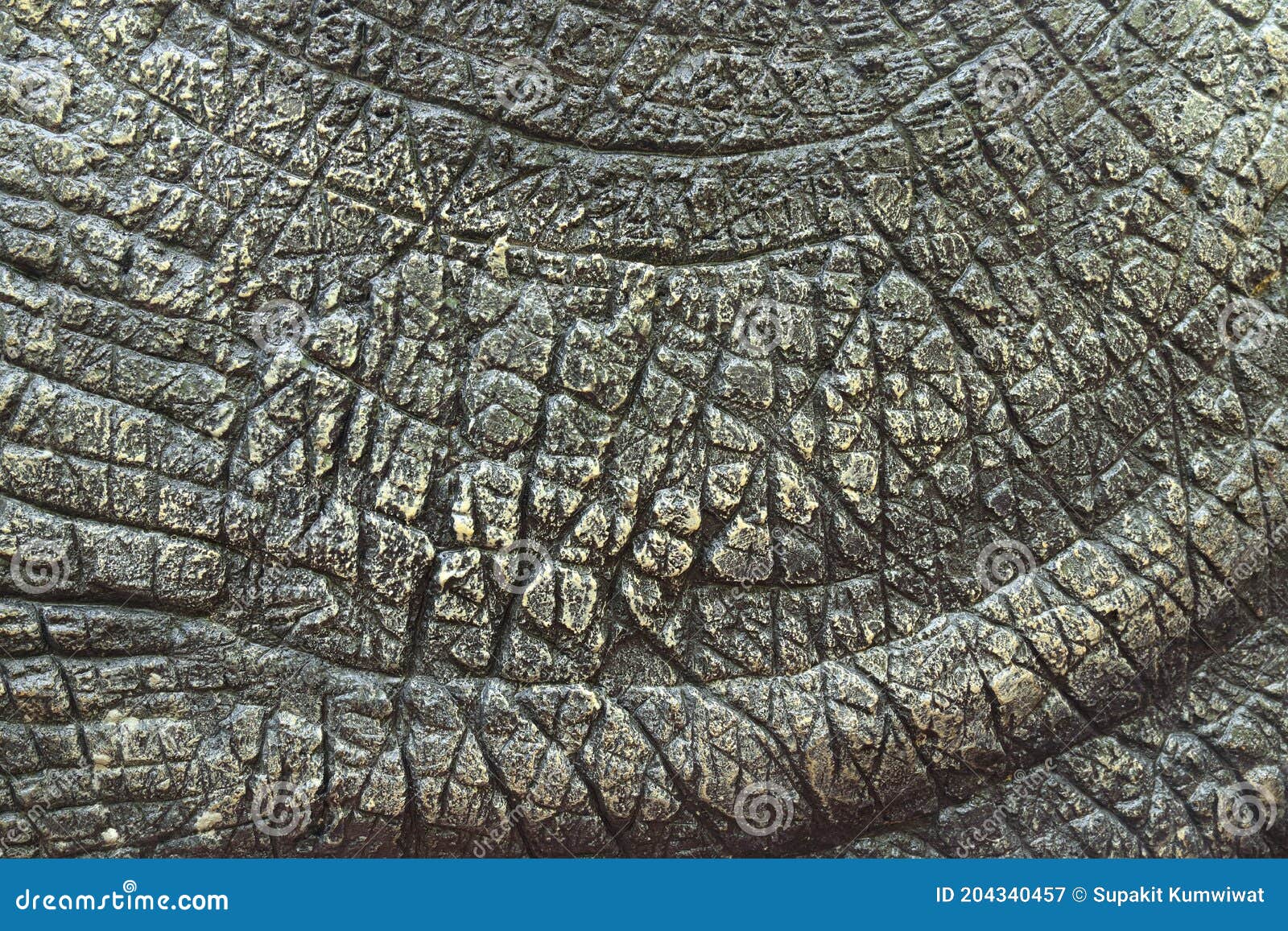 Dinosaur Skin Texture stock image. Image of light, concrete - 204340457