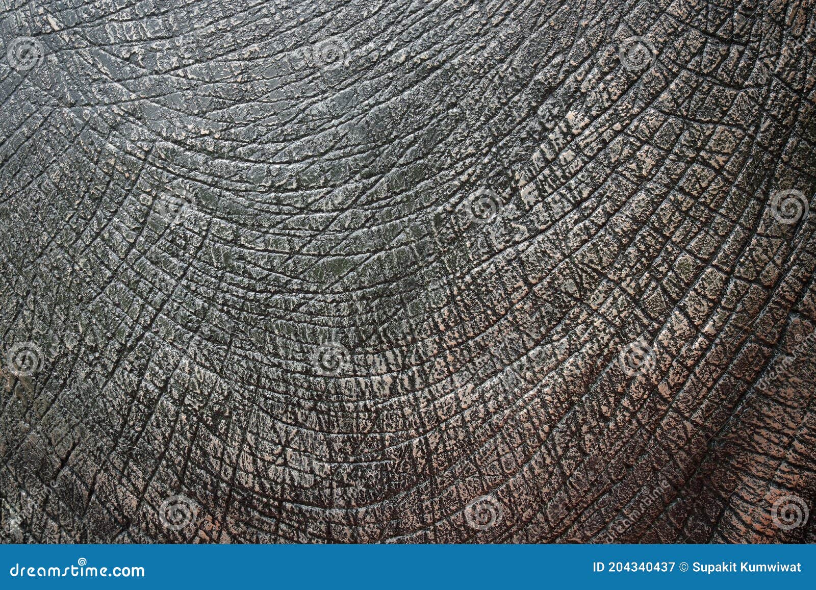 Dinosaur Skin Texture Stock Photo | CartoonDealer.com #147100488