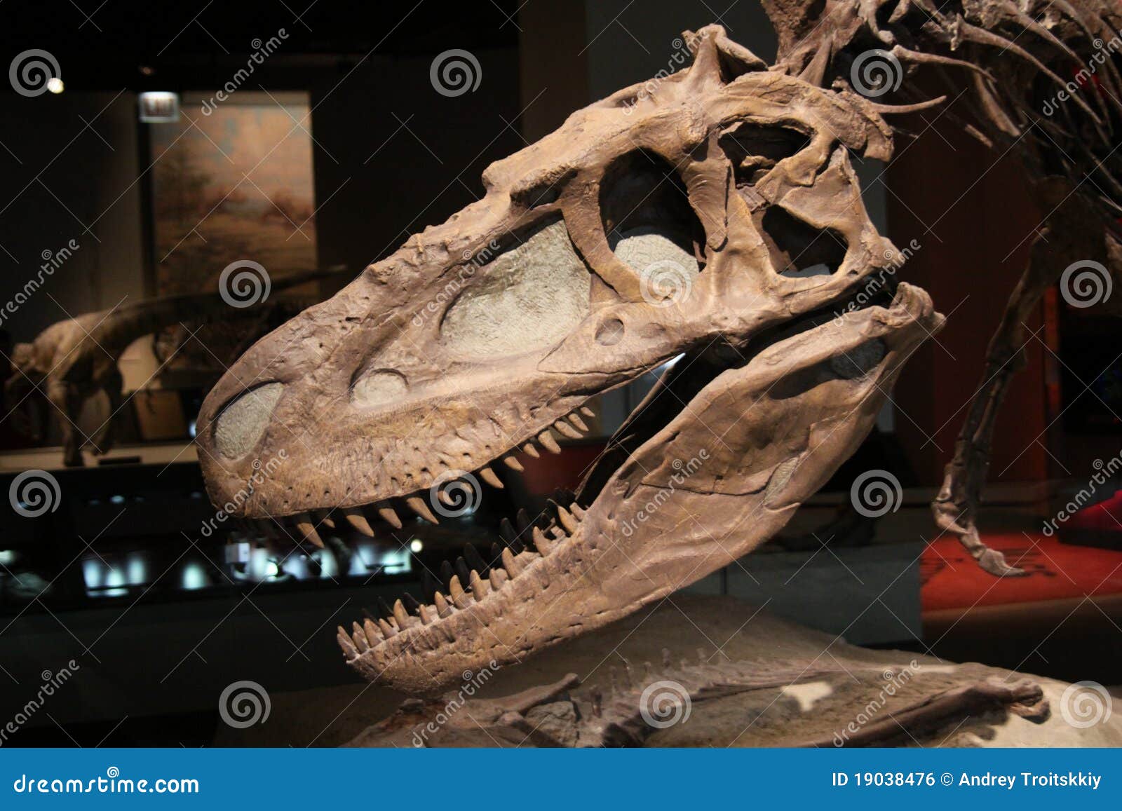 Dinosaur skull editorial photo. Image of cretaceous, time - 19038476