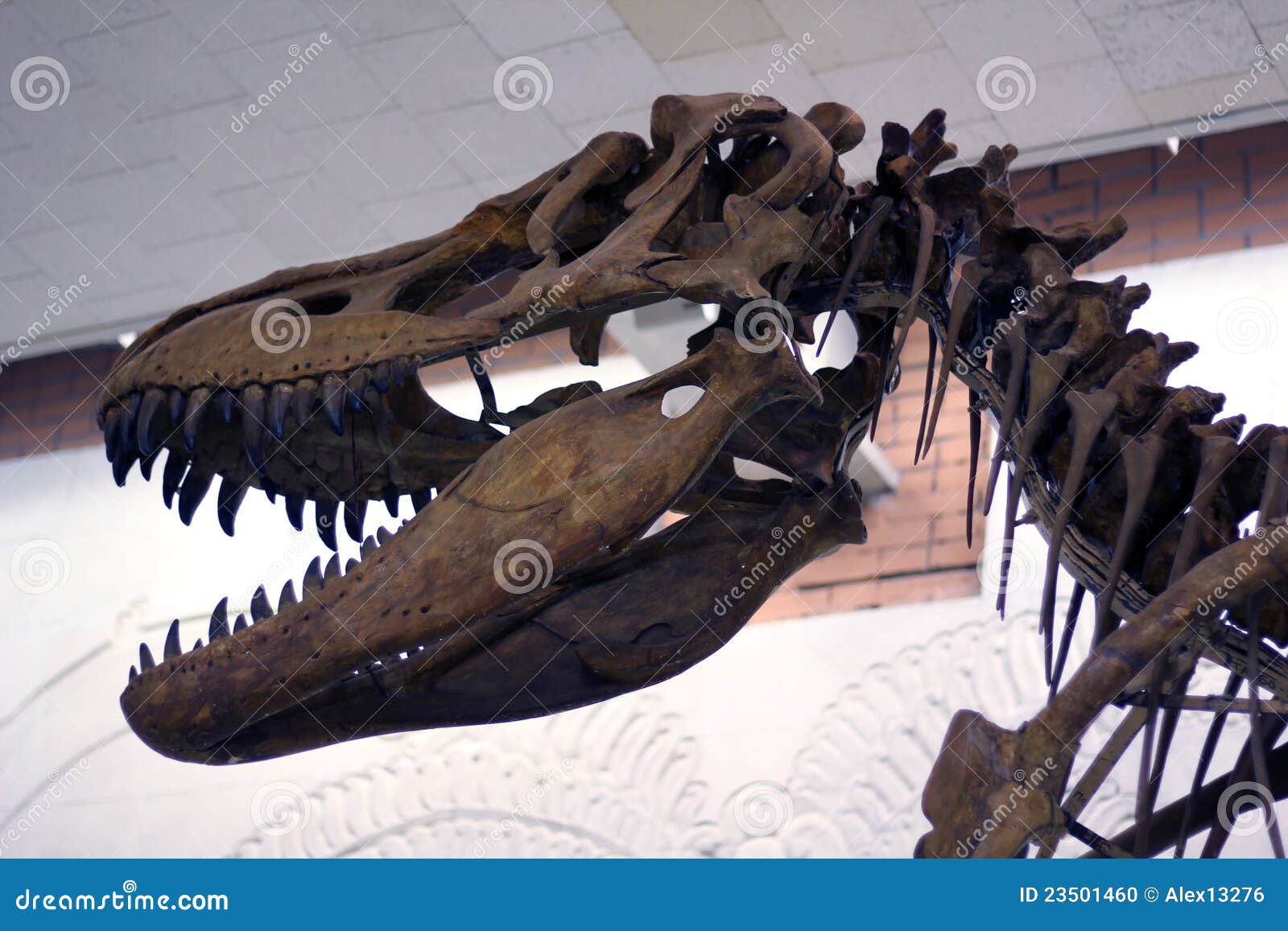 Dinosaur skull editorial image. Image of glass, fossil - 23501460