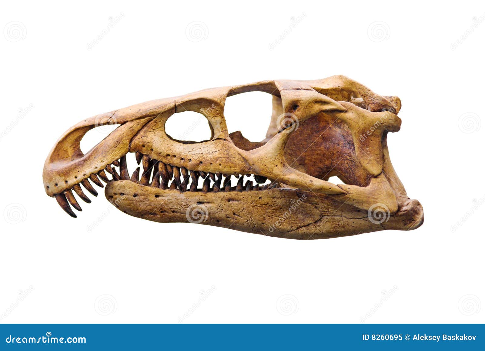 Dinosaur skull stock image. Image of darwinism, petrifaction - 8260695