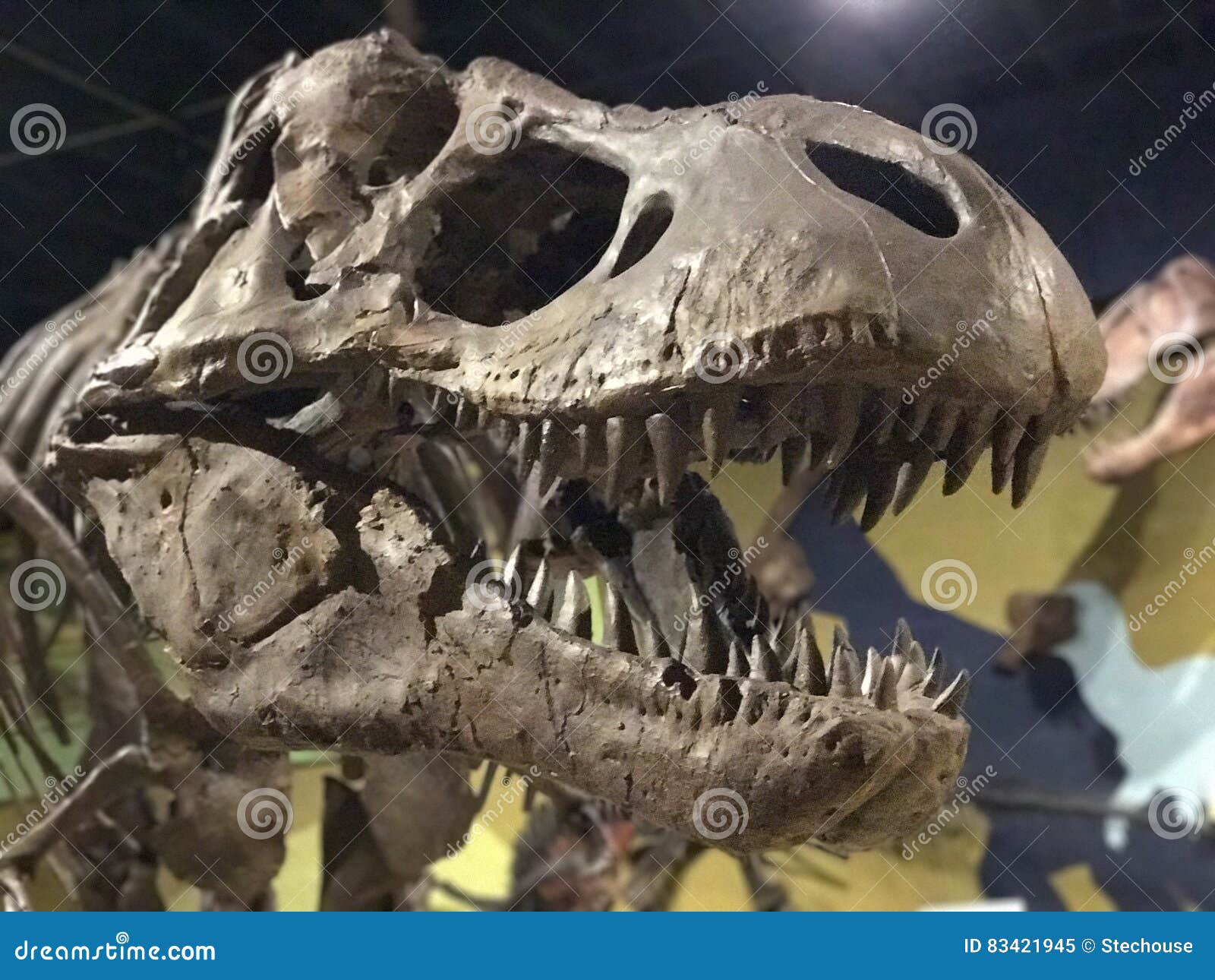 Dinosaur Skull Stock Image | CartoonDealer.com #48195013