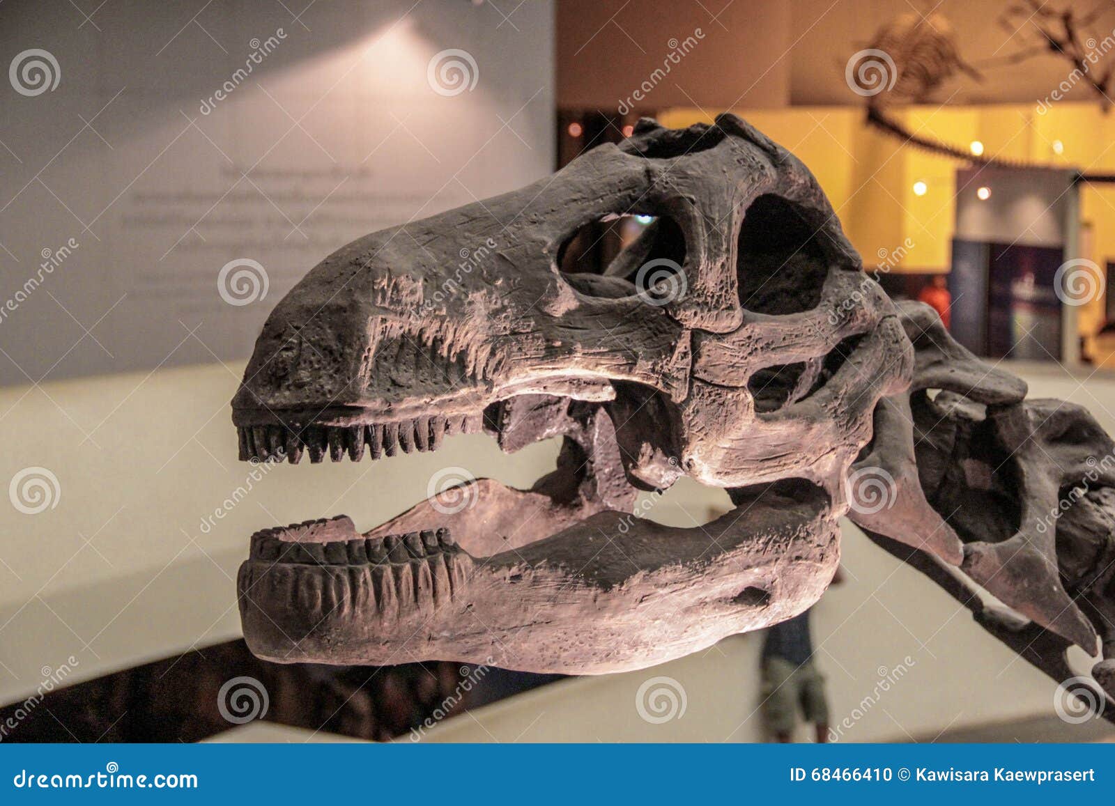 Dinosaur Skull Stock Image | CartoonDealer.com #48195013