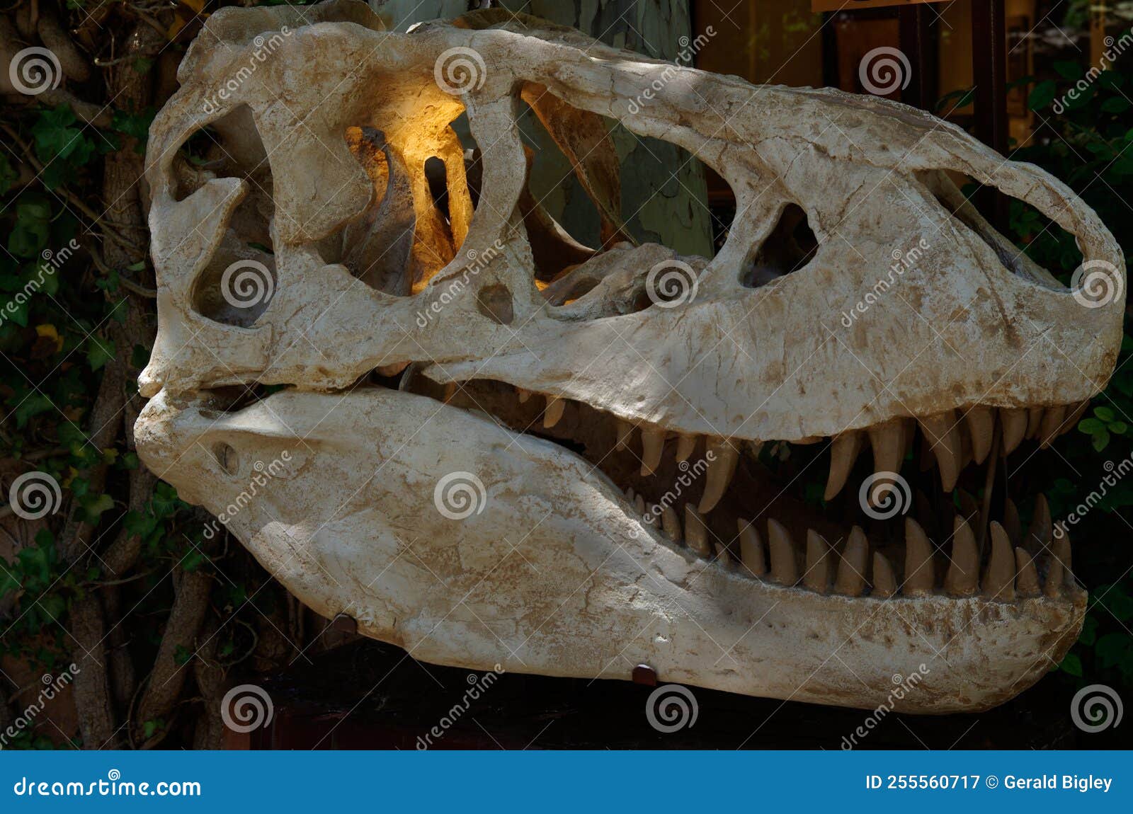 Dinosaur Skull Royalty-Free Stock Image | CartoonDealer.com #1480126