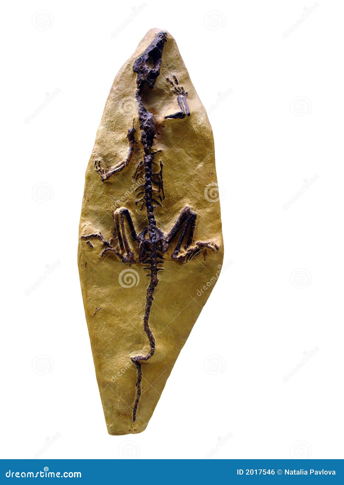 Dinosaur in the stone editorial photo. Image of museum - 2017546