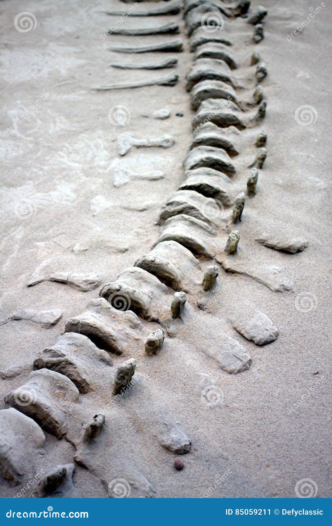Dinosaur Tail stock image. Image of rock, skeleton, boney - 85059211