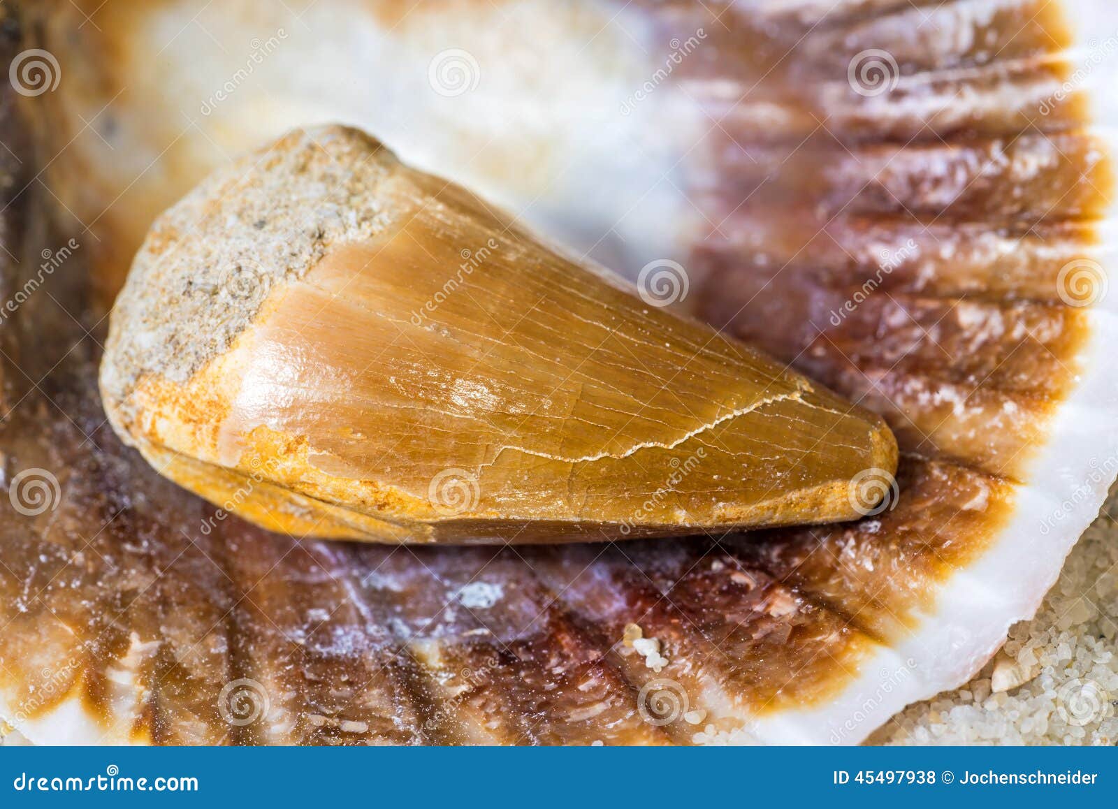 Dinosaur tooth stock photo. Image of paleontology, million - 45497938