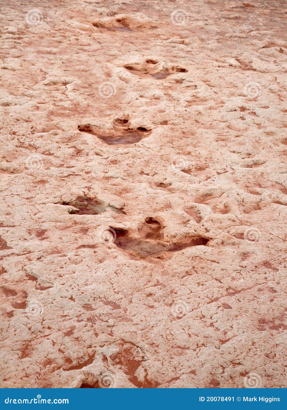 Dinosaur tracks stock image. Image of reptile, rocks - 20078491