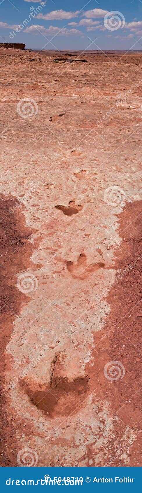 Dinosaur Tracks stock photo. Image of science, prehistoric - 5048710