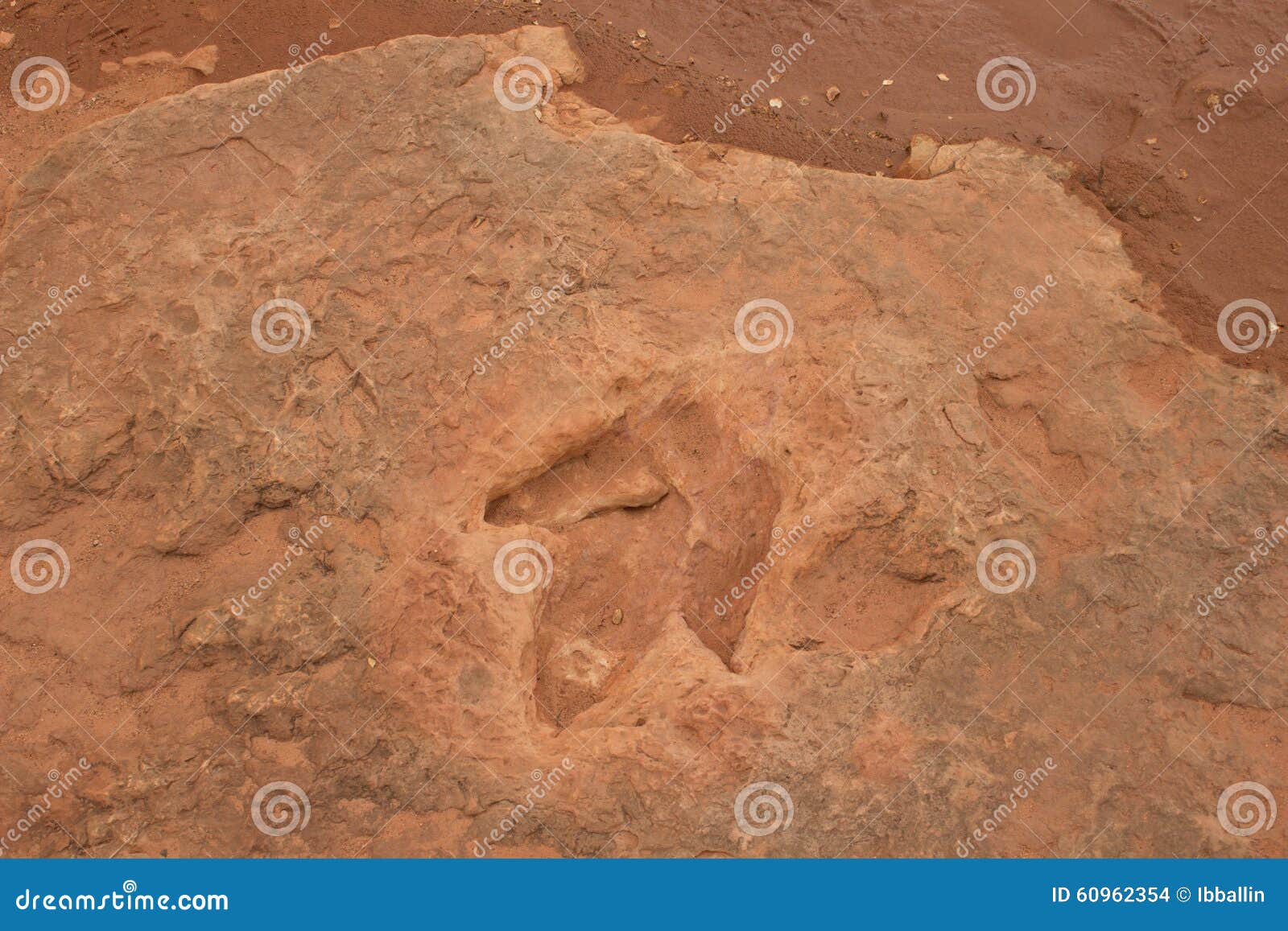 Dinosaur Tracks stock photo. Image of fossil, prehistoric - 60962354