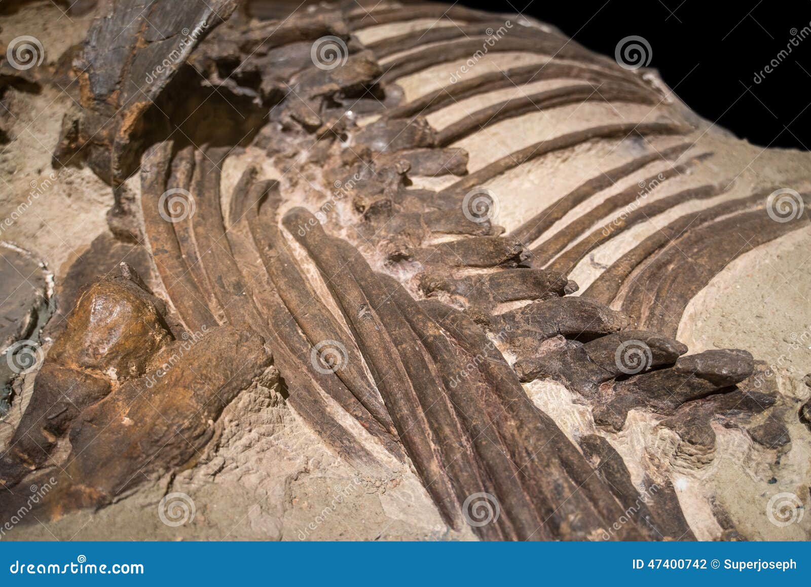 Dinosaurier-Fossilien stockfoto. Bild von tier, ausgestorben - 47400742