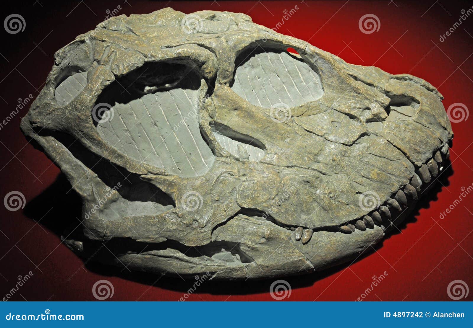 Dinosaurier-Fossilien stockfoto. Bild von aushöhlung, fossil - 4897242