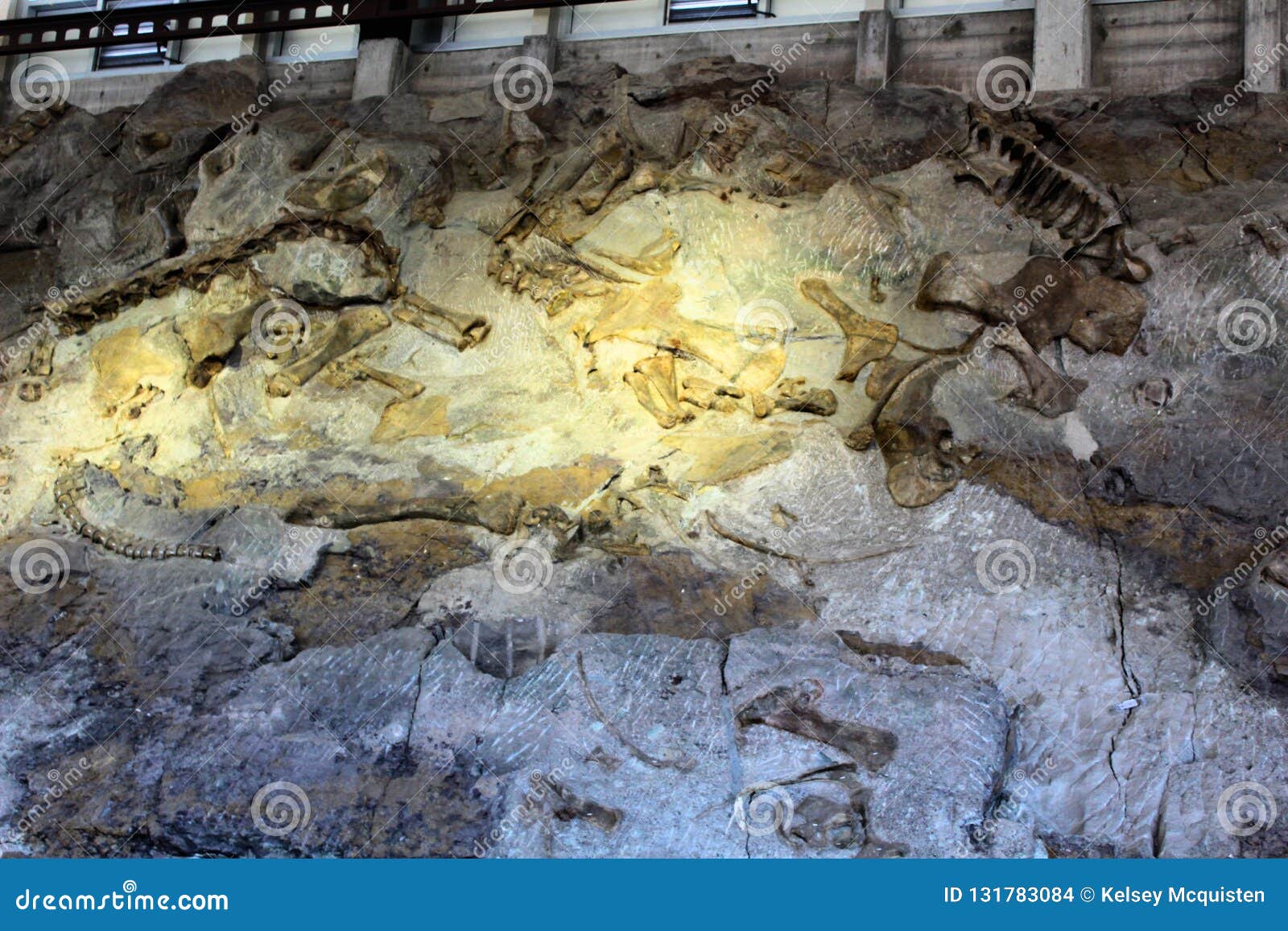 Dinosaurier-Nationaldenkmalwand-Dino-Knochen Stockfoto - Bild von wand ...