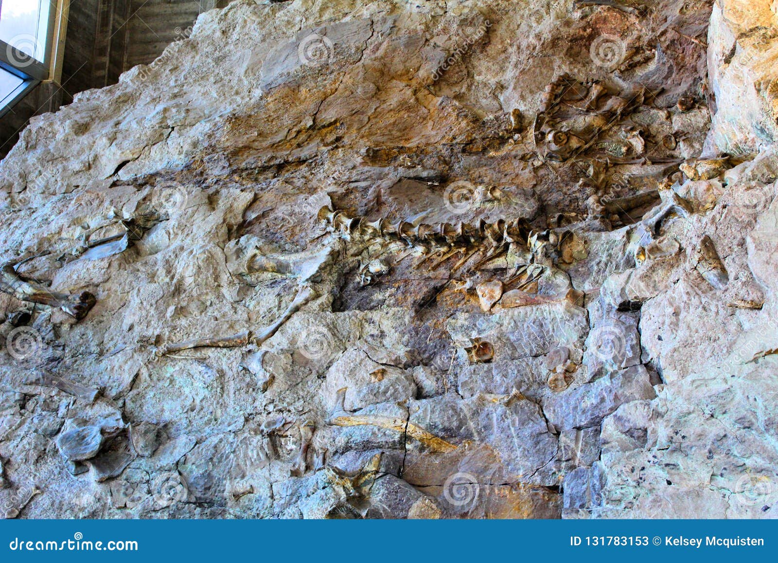 Dinosaurier-Nationaldenkmalwand-Dino-Knochen Stockbild - Bild von ...