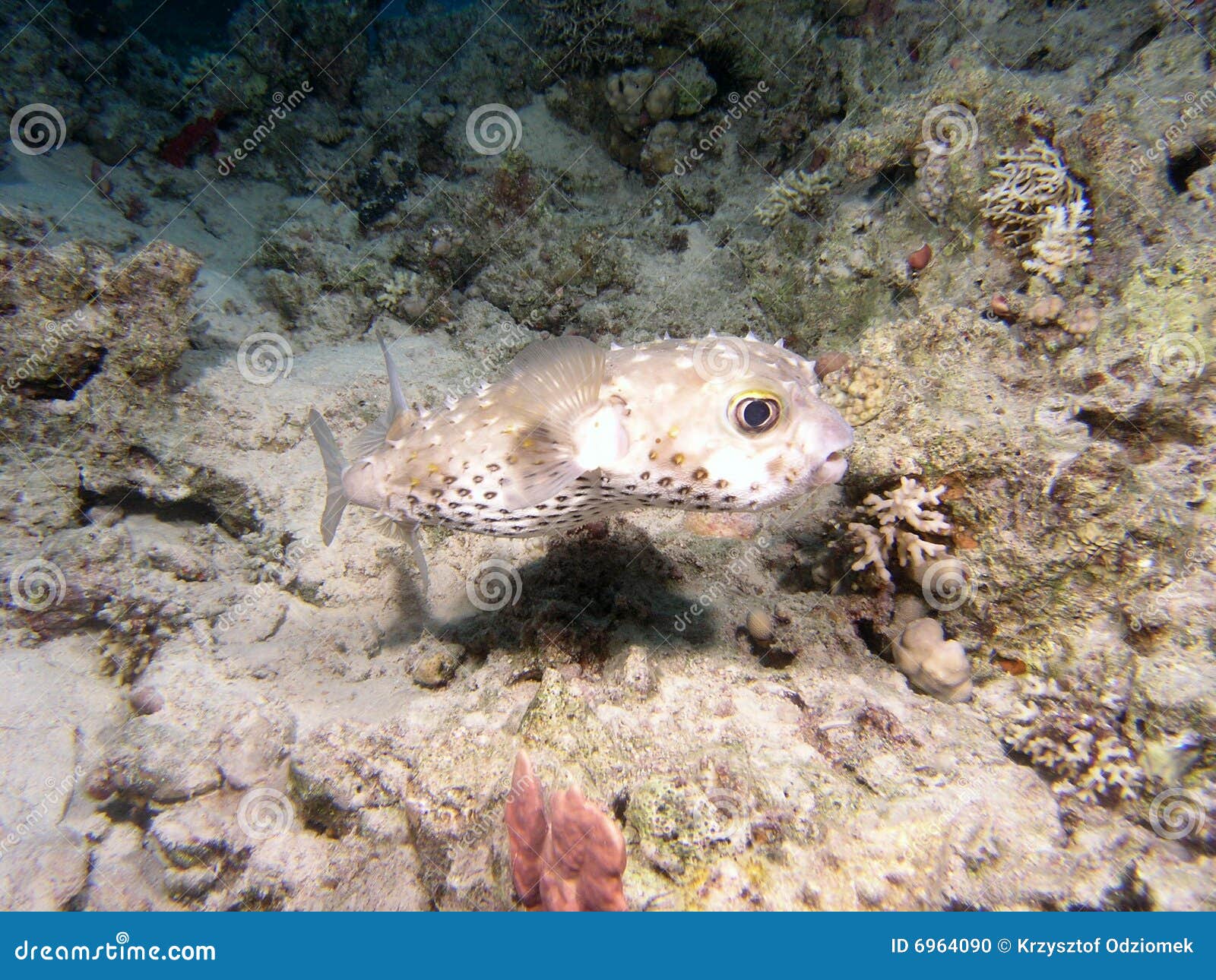 Diodon fish stock photo. Image of reflection, underwater - 6964090