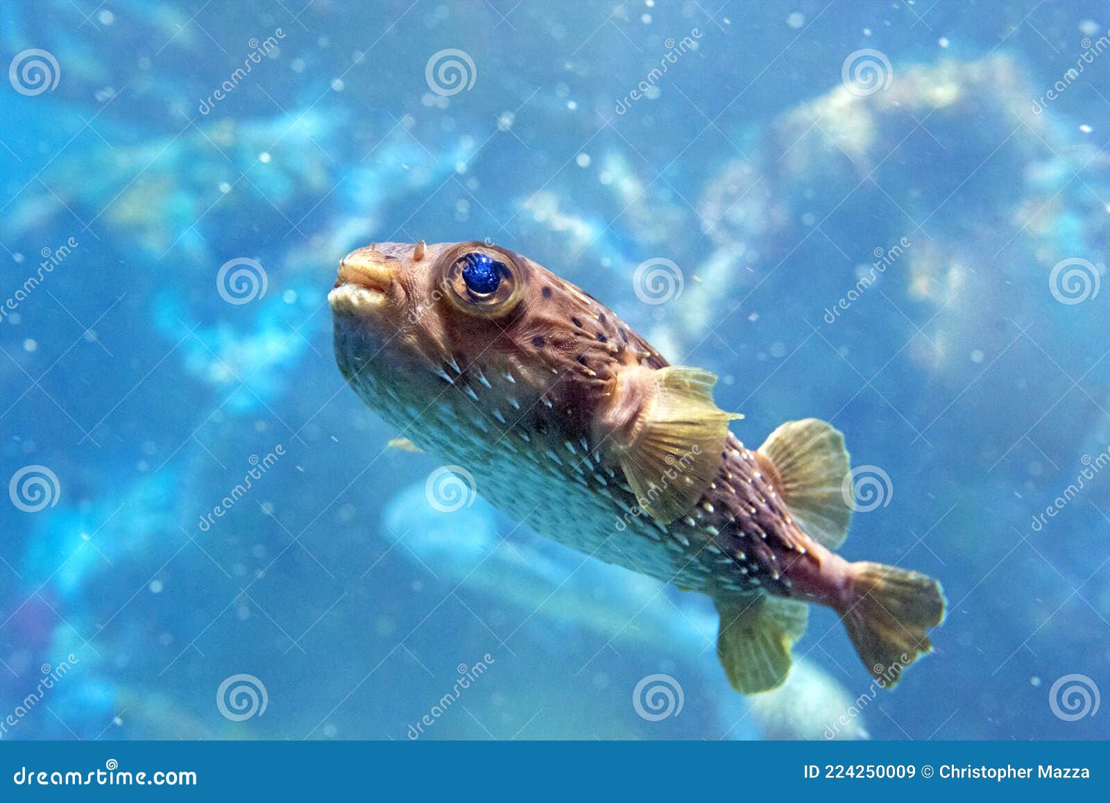 Balloon Fish Royalty-Free Stock Photo | CartoonDealer.com #224250009