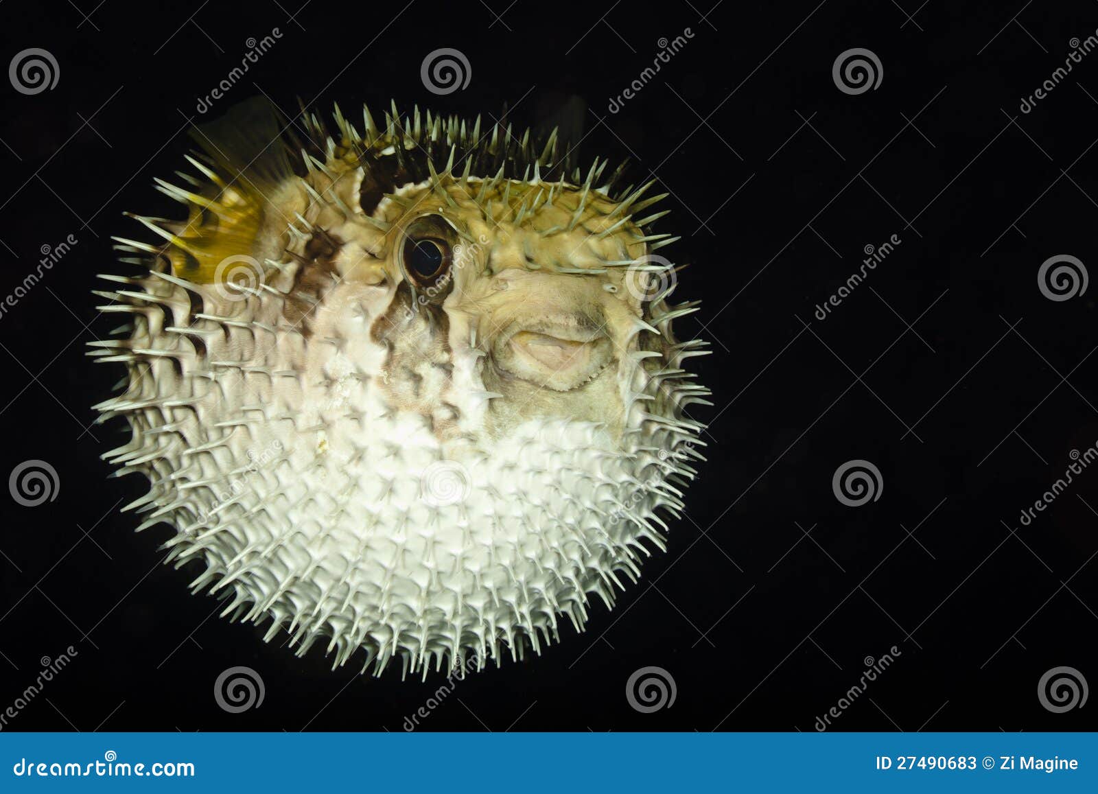 Diodontidae, Porcupinefish or Blowfish Stock Image - Image of black ...