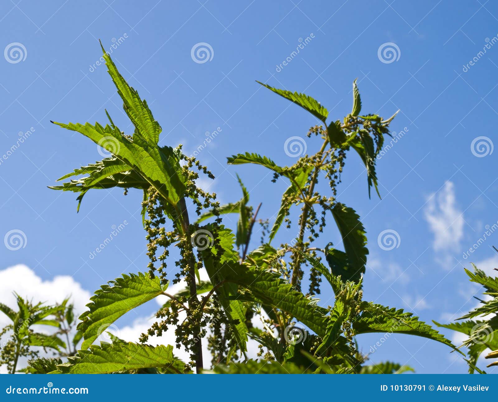 Dioecious nettle stock image. Image of stem, leaves, seeds - 10130791
