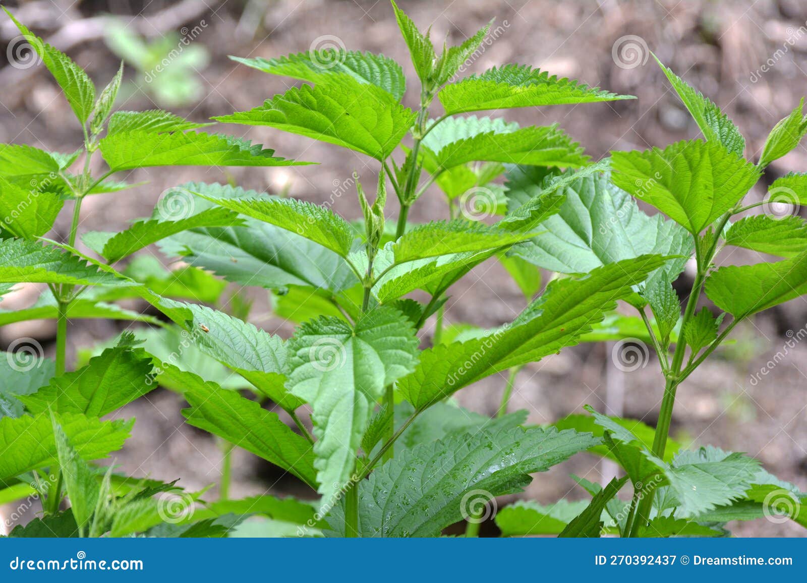 Dioecious Nettle (Urtica Dioica) Grows in Nature Stock Image - Image of ...