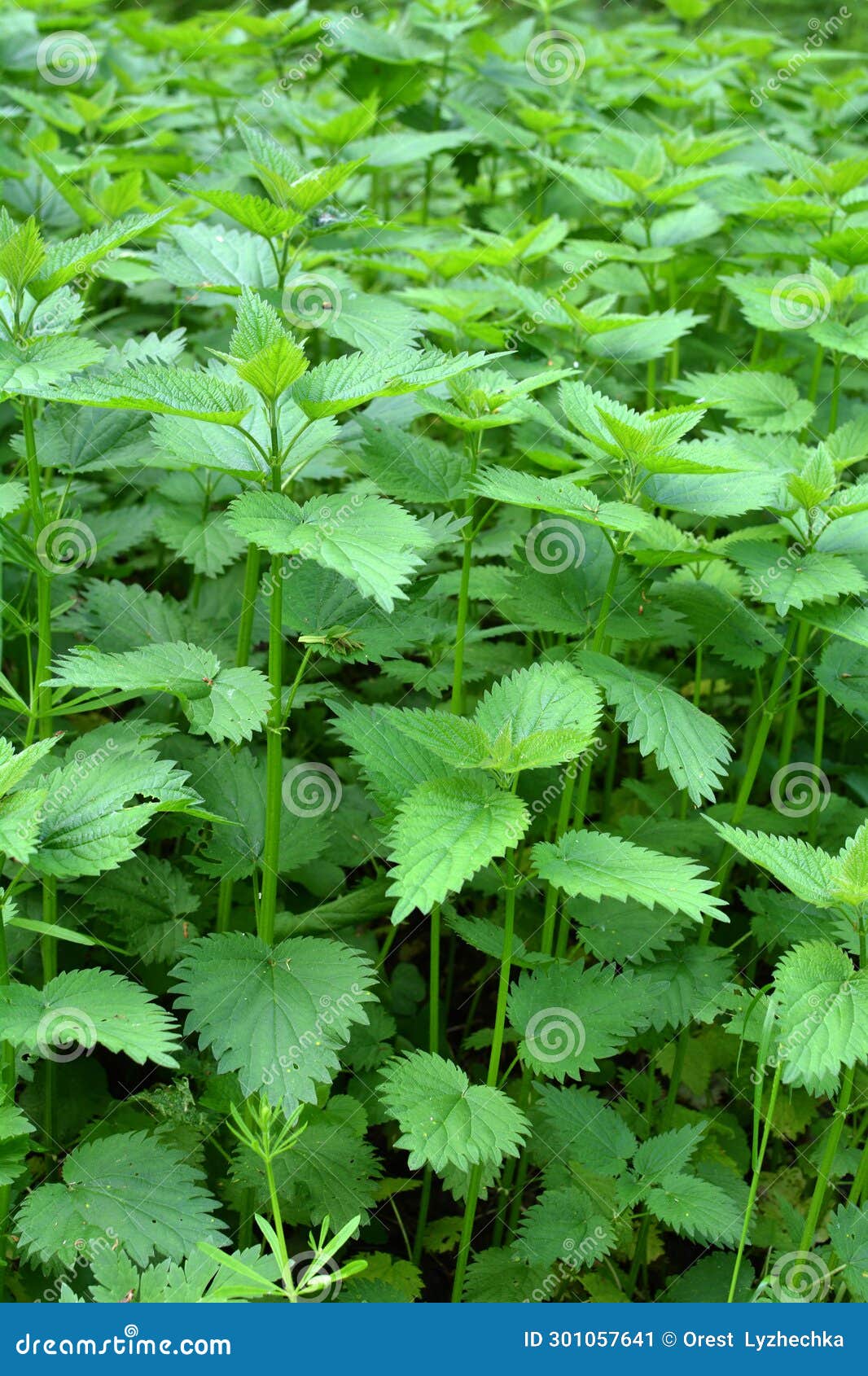 Dioecious Nettle (Urtica Dioica) Grows in Nature Stock Image - Image of ...