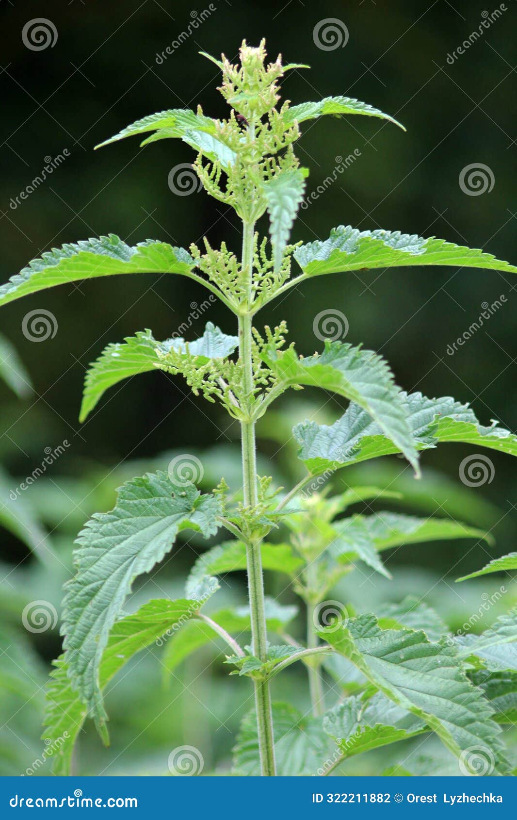 Dioecious Nettle (Urtica Dioica) Grows in Nature Stock Photo - Image of ...