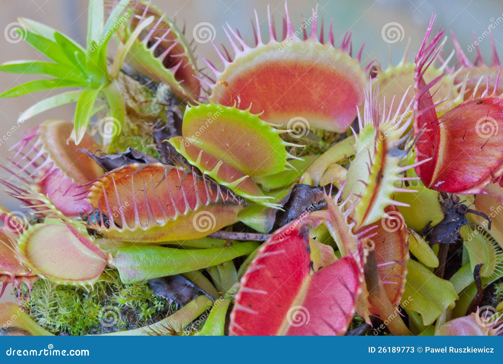 Dionaea muscipula stock image. Image of flycatcher, exotic - 26189773