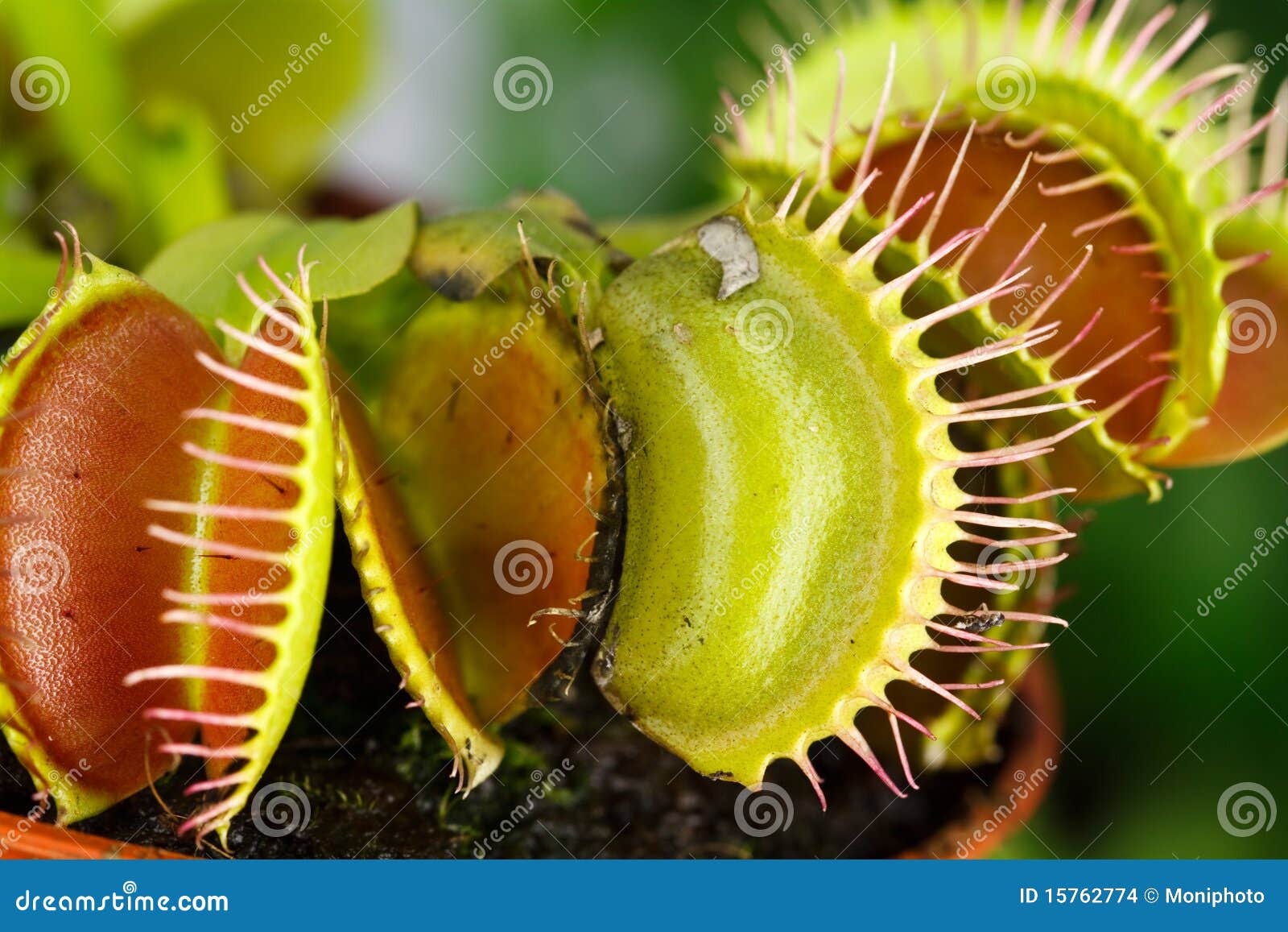 Venus Flytrap Eating Frog