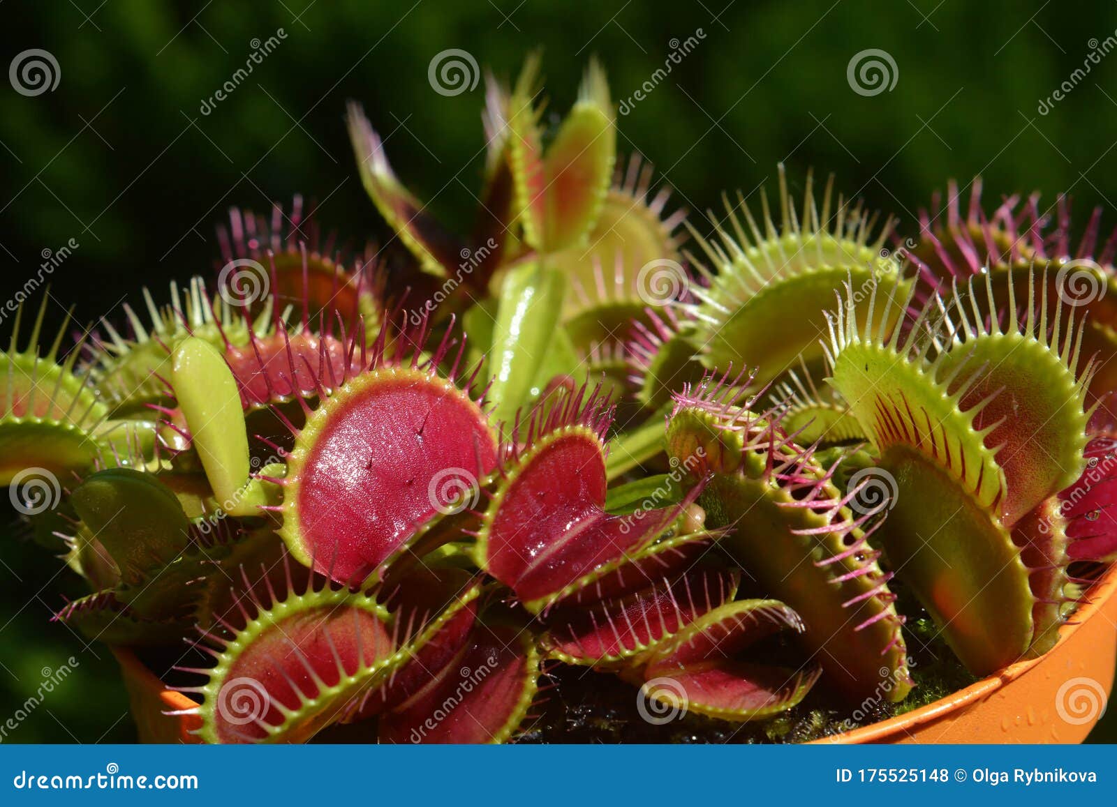 Dionaea Muscipula Typical Form Red. Venus Flytrap - Predatory Plant ...