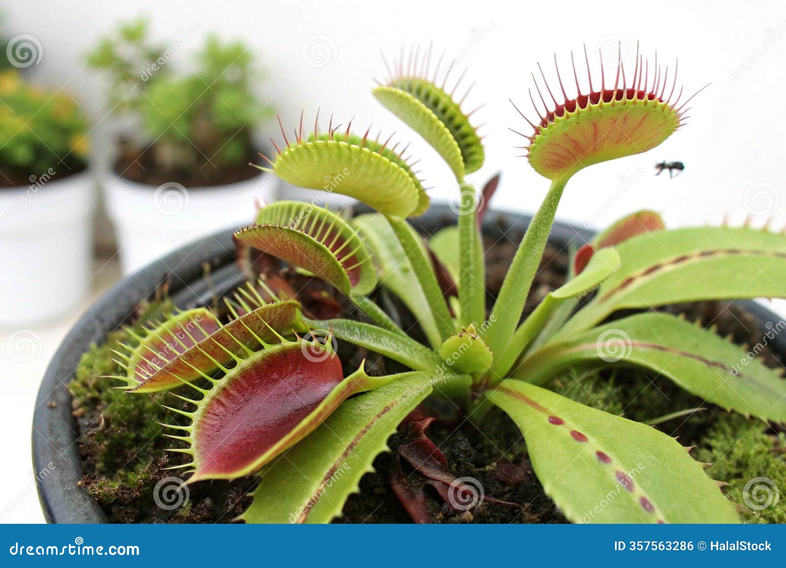 Dionaea Muscipula (Venus Flytrap Stock Illustration - Illustration of lovers, muscipula: 357563286