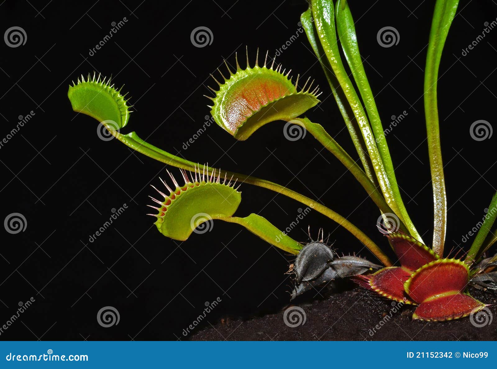 Dionaea plant stock photo. Image of decorative, forests - 21152342