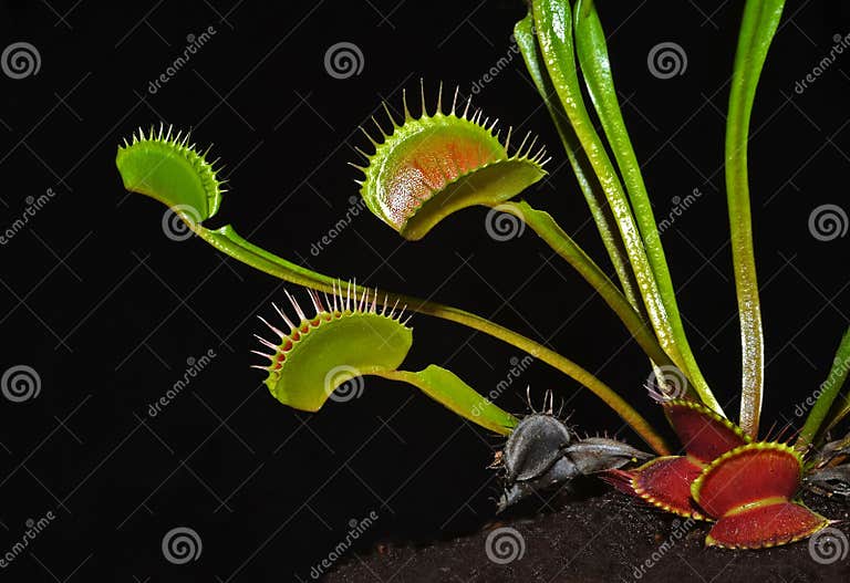 Dionaea plant stock photo. Image of decorative, forests - 21152342