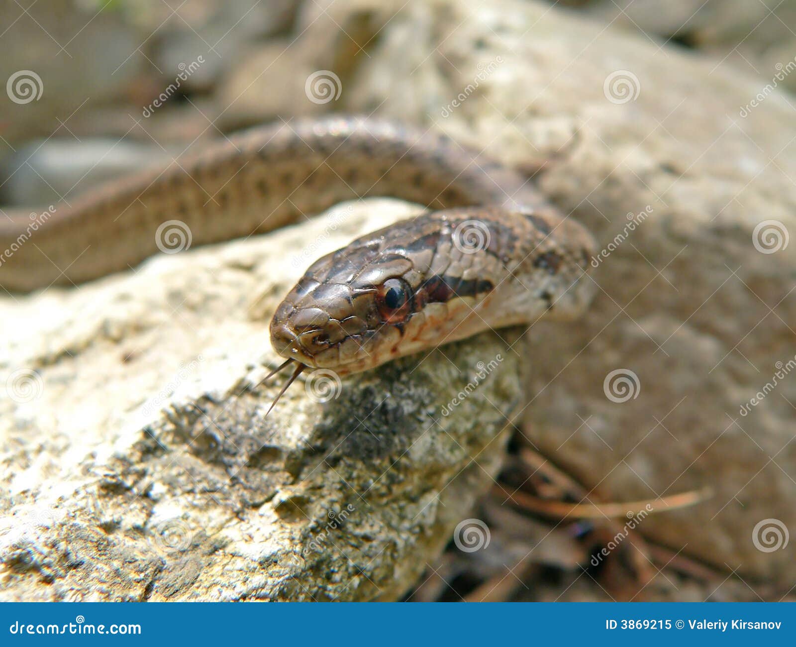 Dione Snake (Elaphe dione) stock image. Image of outdoor - 3869215