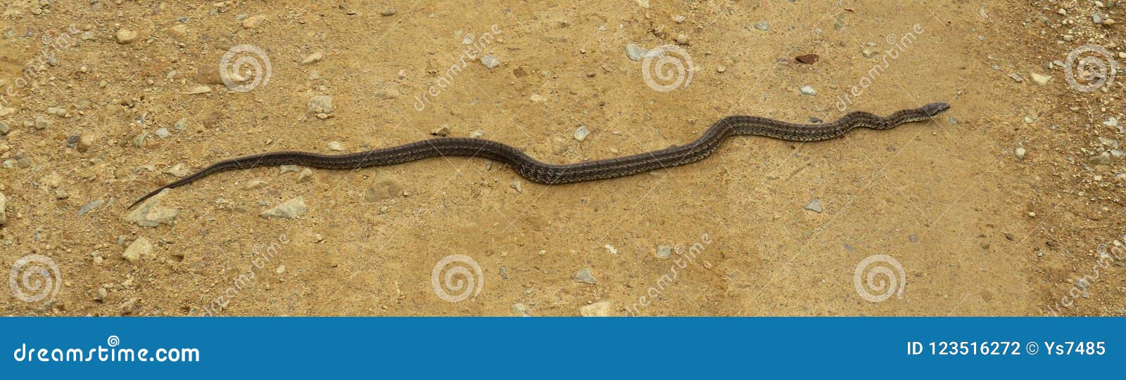 Steppe Ratsnake Elaphe Dione Dione Snake Stock Photo - Image of steppe ...