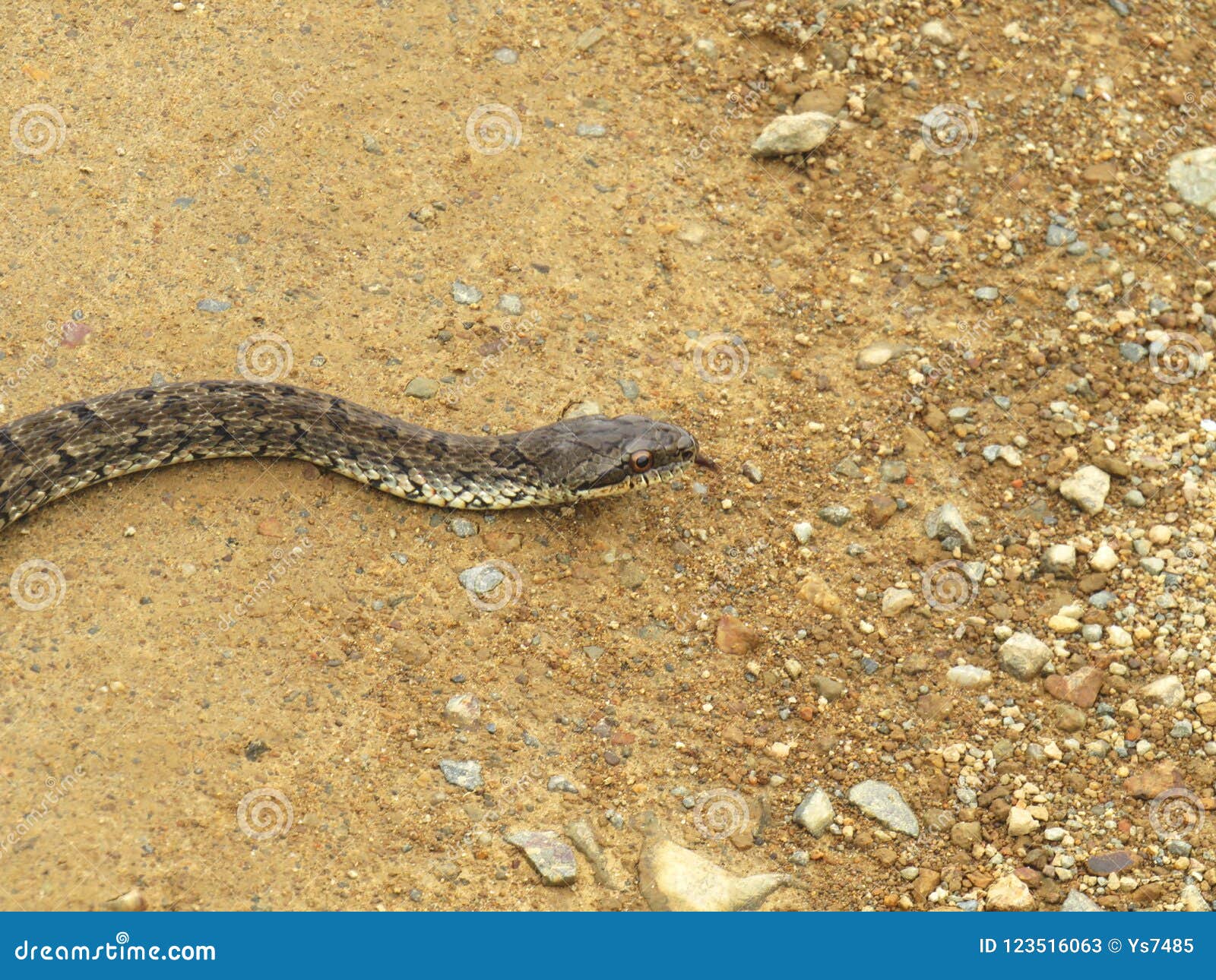 Steppe Ratsnake Elaphe Dione Dione Snake Closeup Stock Image - Image of ...