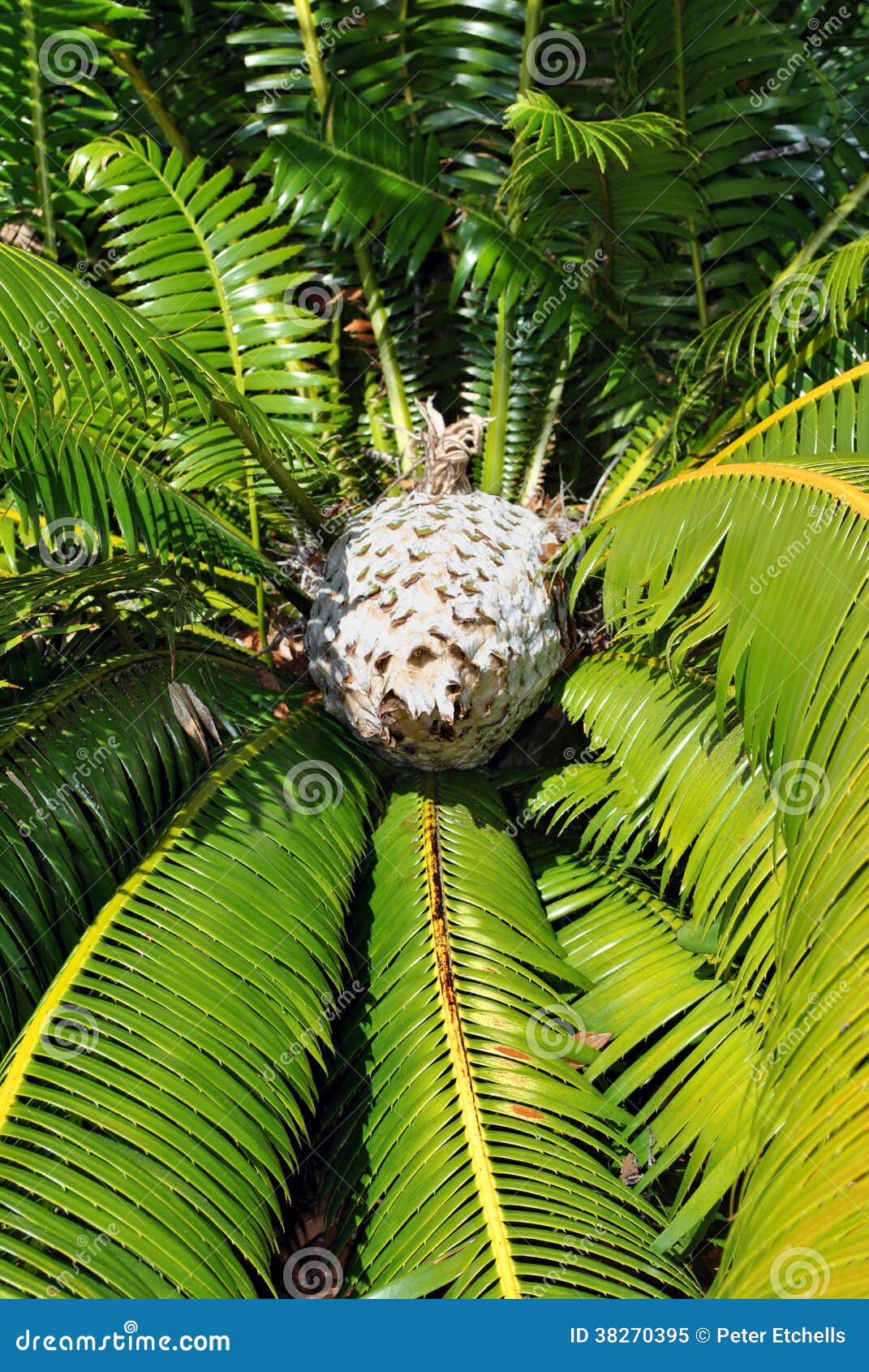 Dioon spinulosum stock image. Image of male, nature, dioon - 38270395