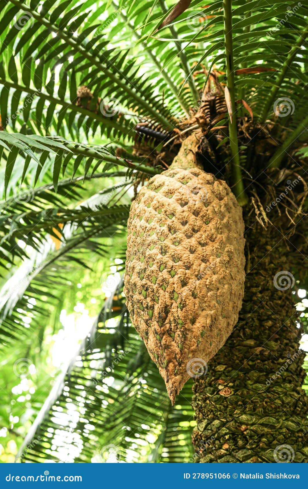 The Dioon Spinulosum Tree with a Large Hanging Fruit. Stock Photo ...