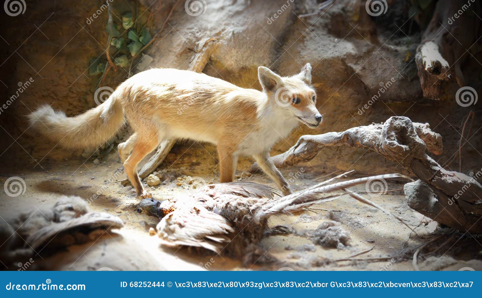 Diorama del Fox foto de archivo. Imagen de modelo, zorra - 68252444