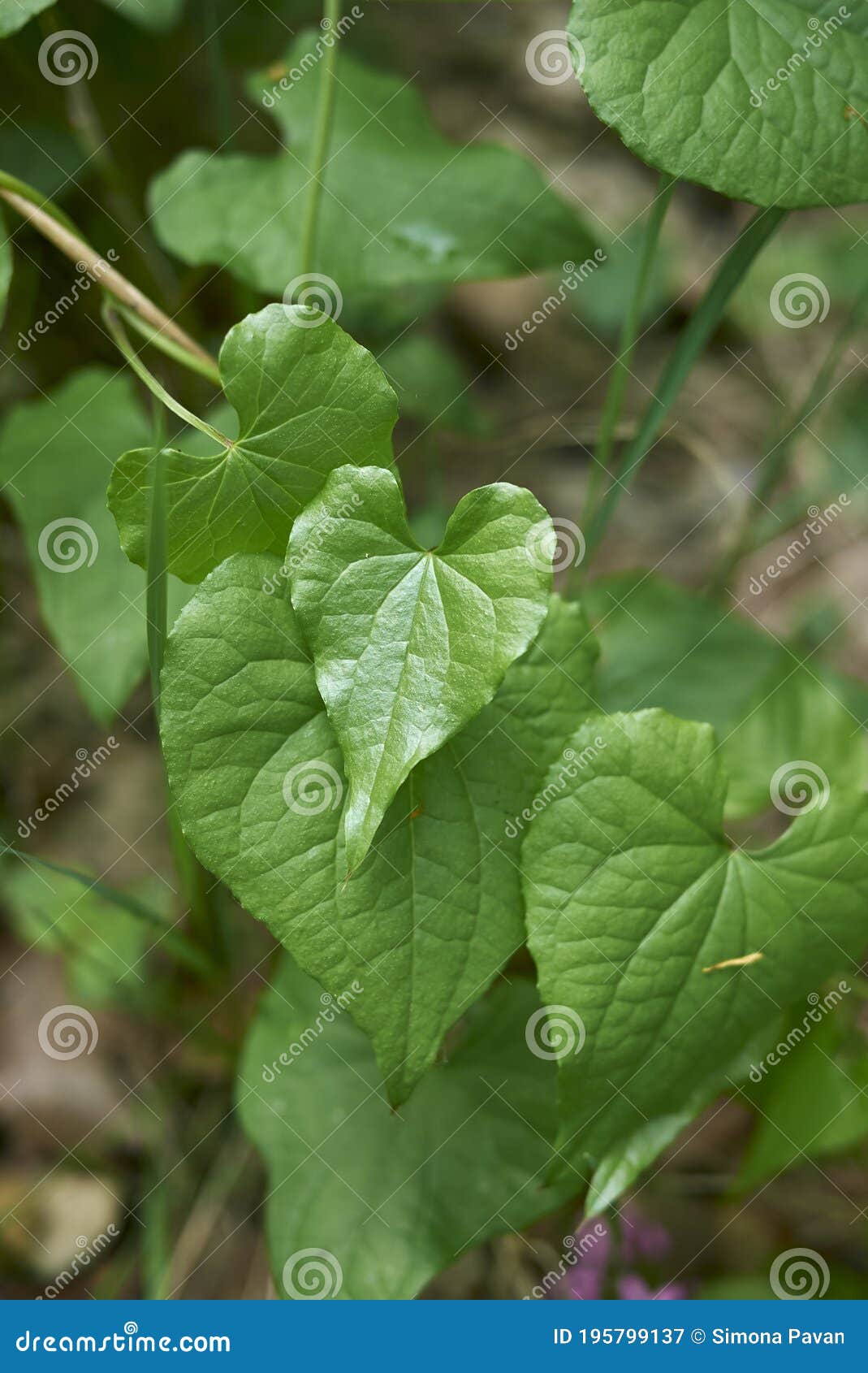 Dioscorea Communis Fresh Leaves Stock Image - Image of outdoor ...