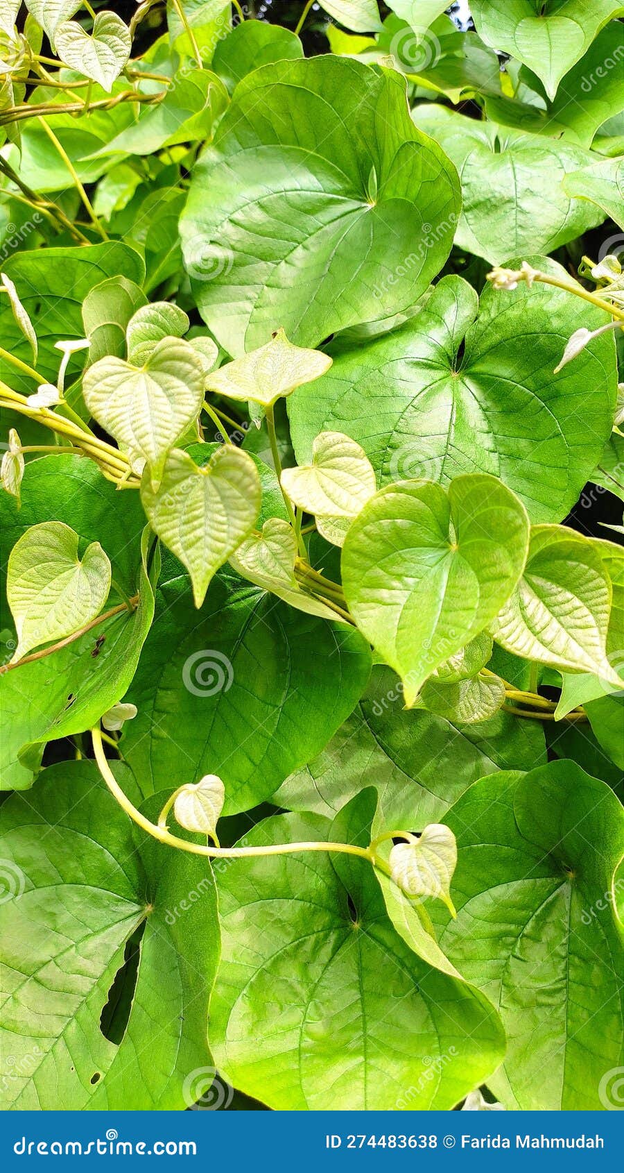 Dioscorea Esculenta, a Tuber Plant that is an Alternative To Rice Stock ...