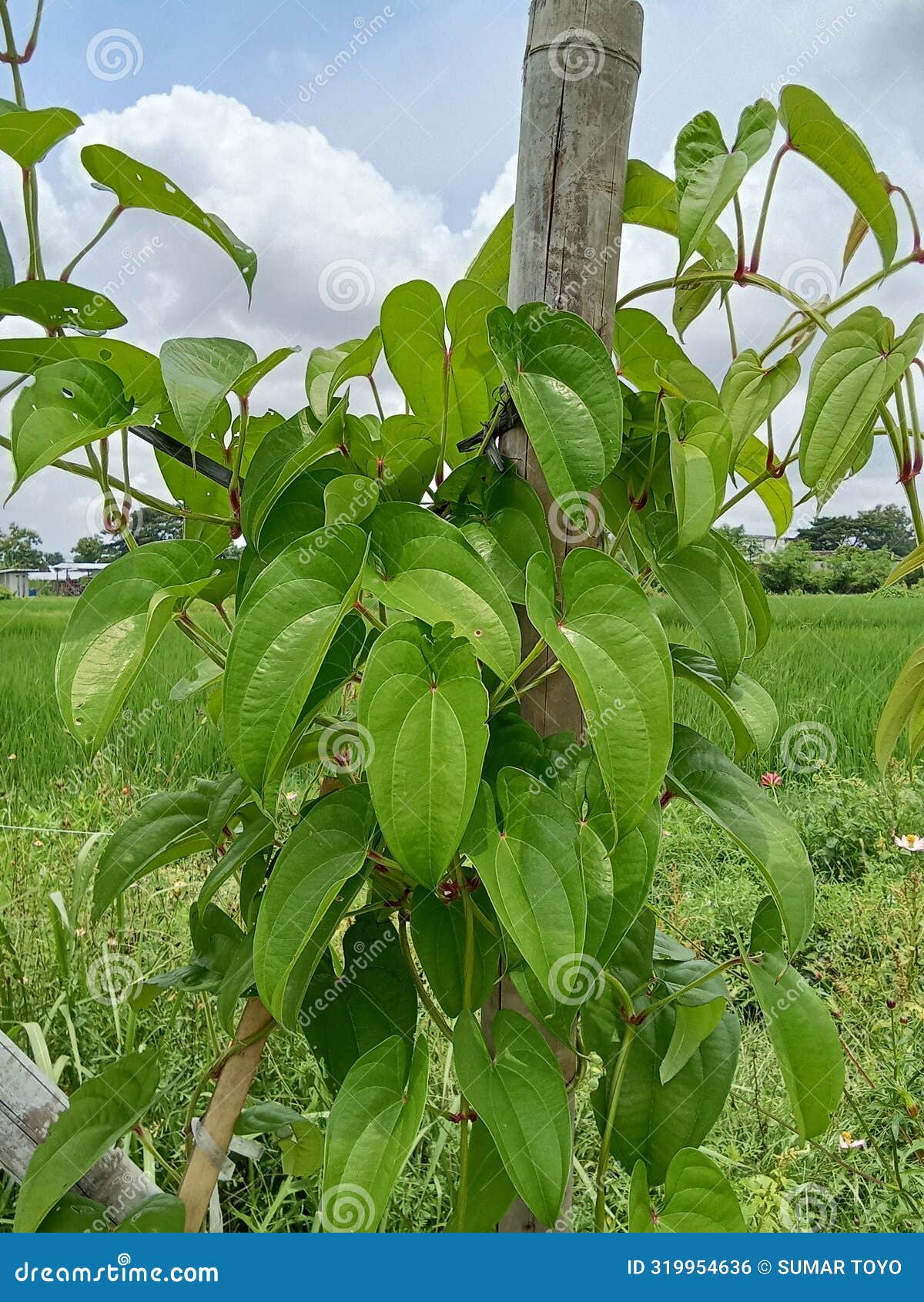 Dioscorea Hamiltonii or Uwi-uwian Plant Stock Photo - Image of ...