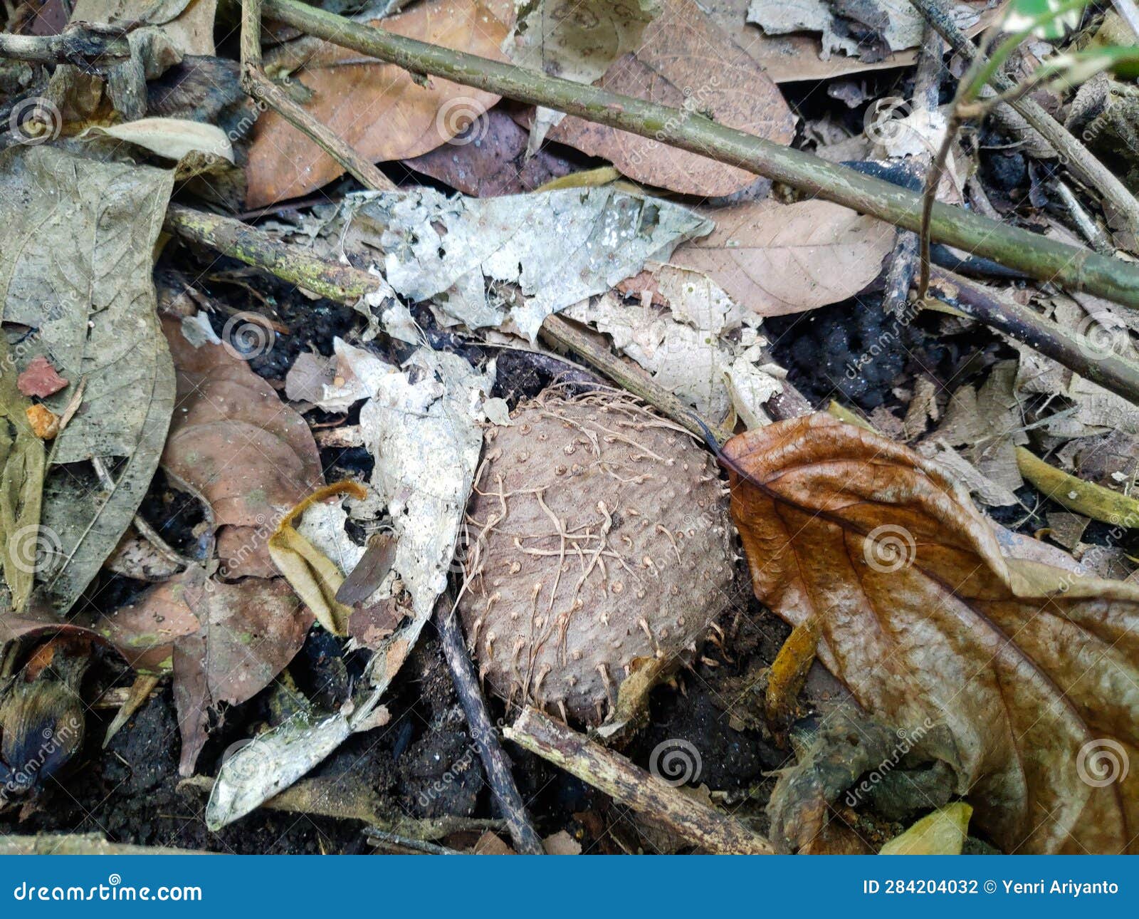 Dioscorea Hispida Plants that Grow Up Stock Photo - Image of background ...