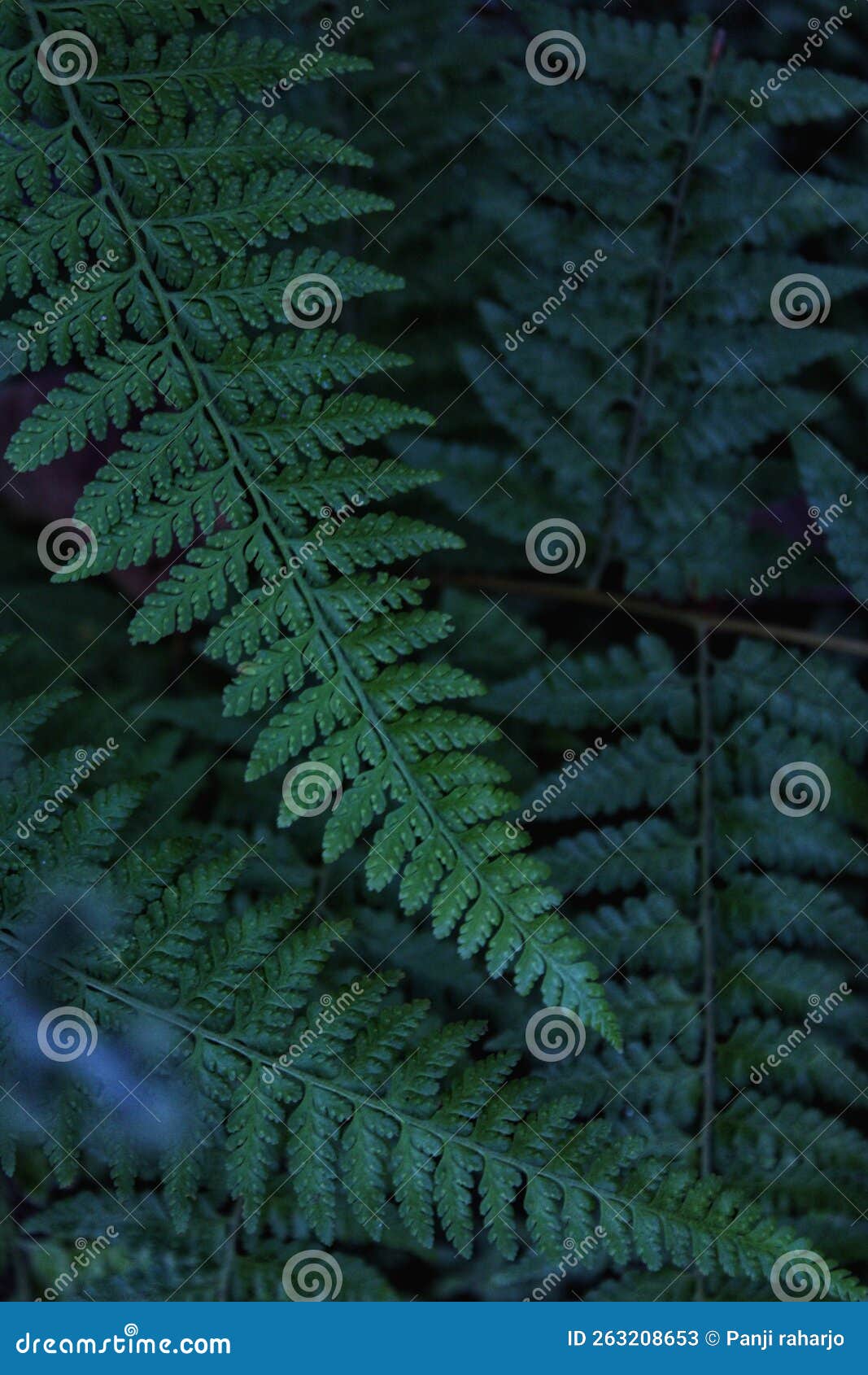 Diplazium Esculentum Tracheophyta Stock Image - Image of esculentum ...