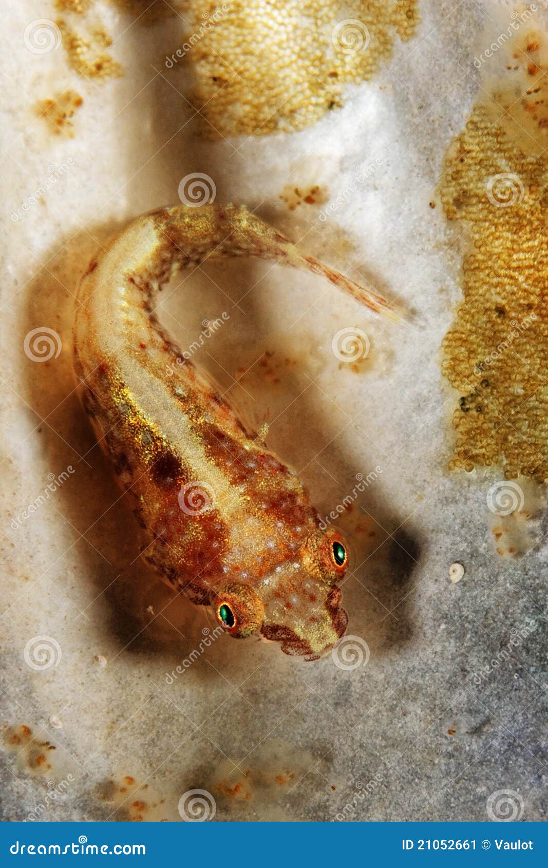Diplecogaster Bimaculata - Two-spotted Clingfish Stock Image - Image of ...