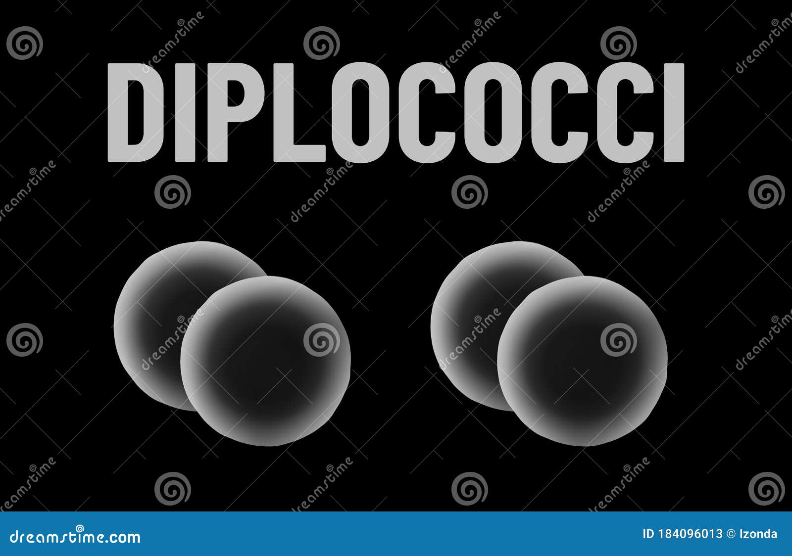 Diplococci Bacteria Monochrome Vector Illustration on Black Background ...