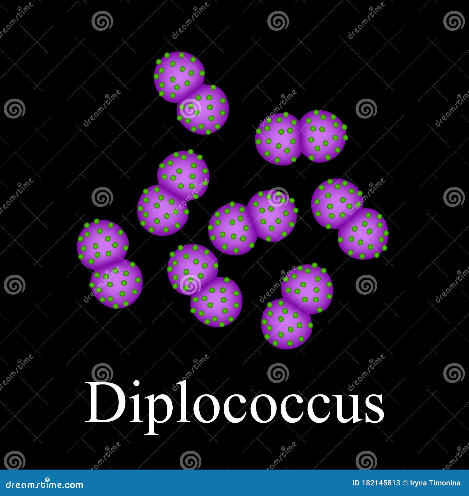 Diplococci Structure. Bacteria Diplococcus. Infographics Stock Vector ...