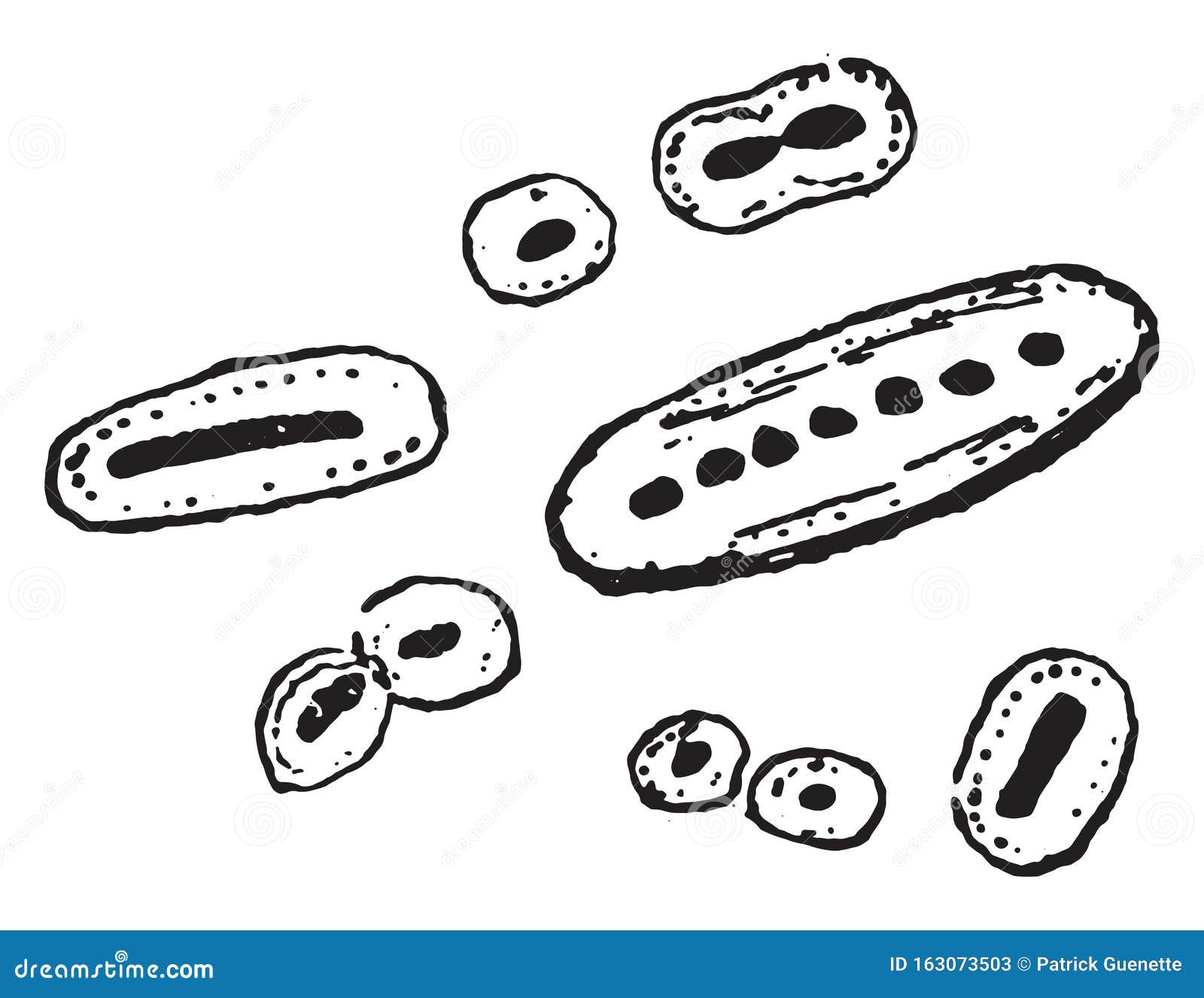 The Diplococcus of Pneumonia, Vintage Engraving Stock Vector ...