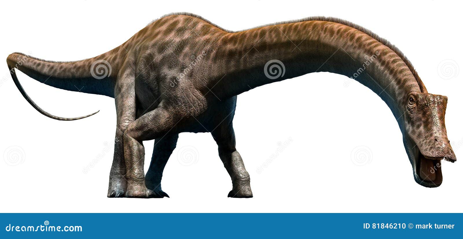 Diplodocus stock illustration. Illustration of herbivore - 81846210
