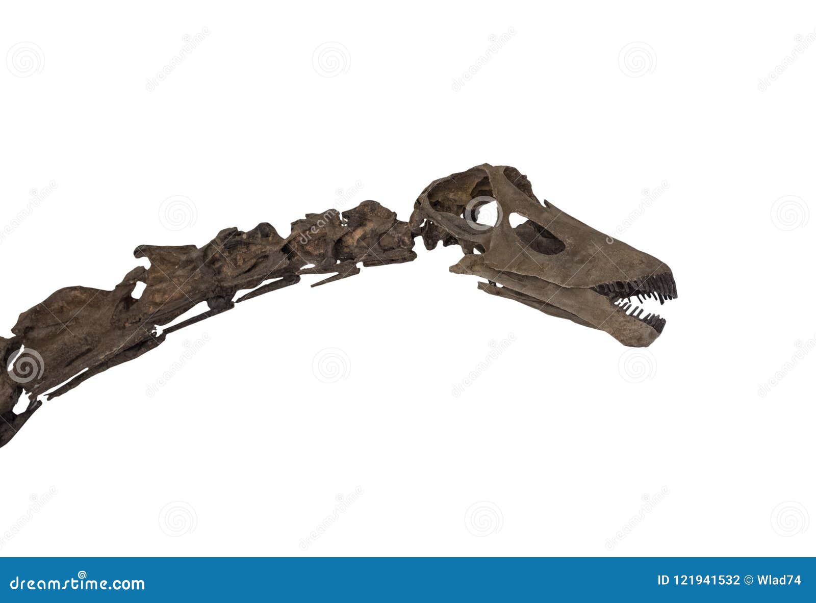 Diplodocus Skeleton Head
