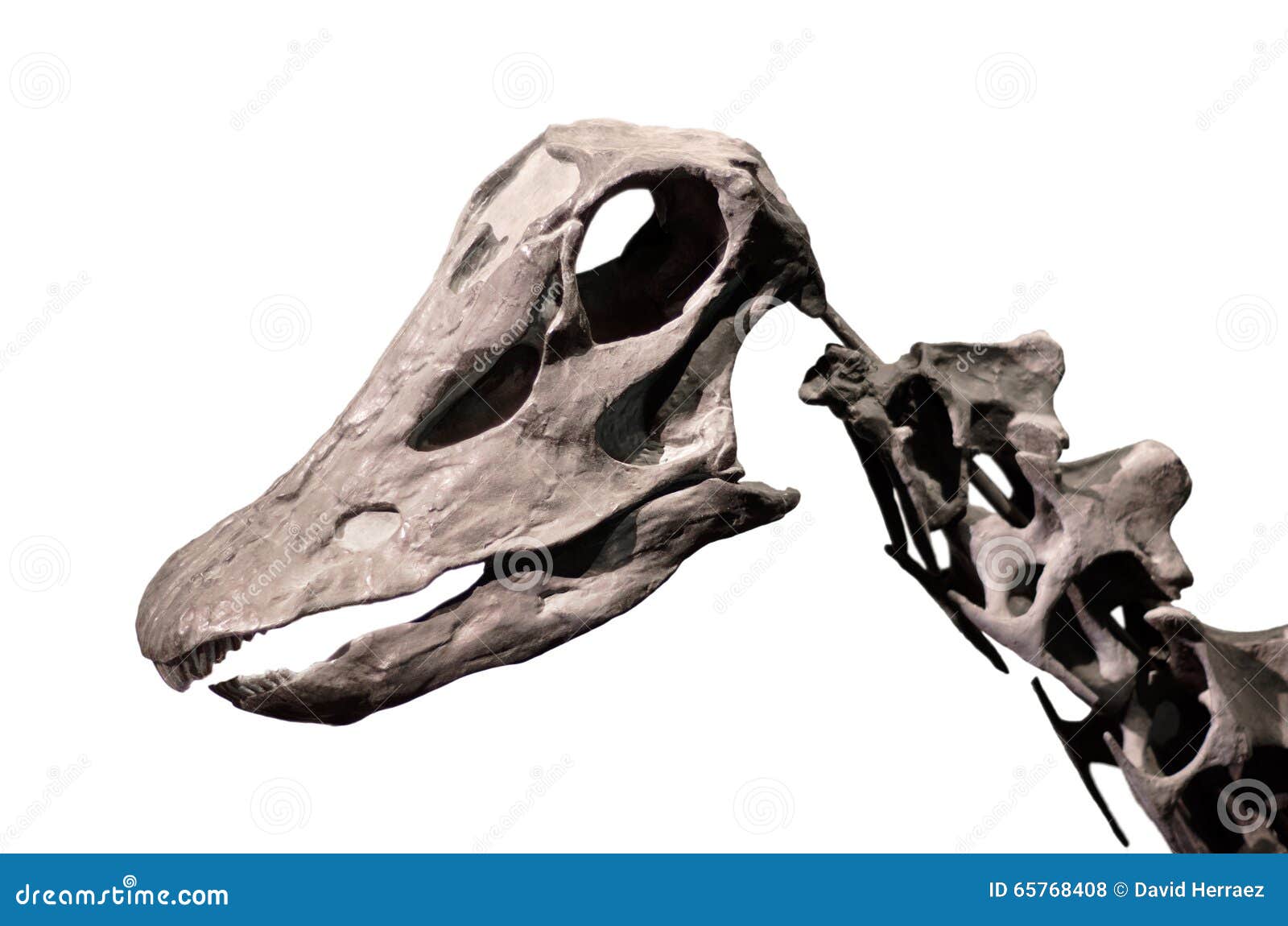Model Of Diplodocus Skull Paleontology Lab Science